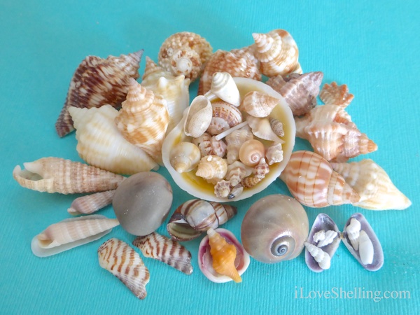 Shelling 101 | I Love Shelling