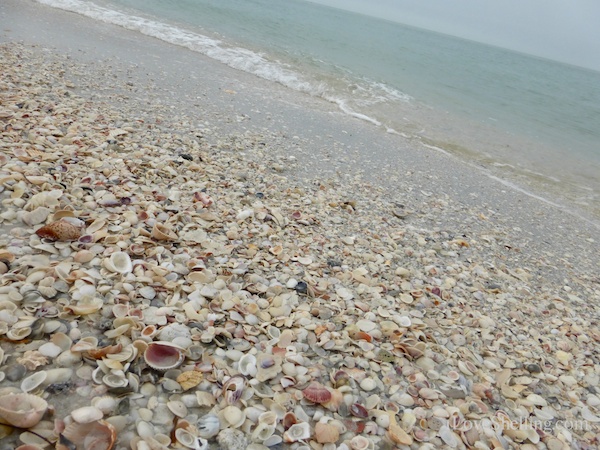 Whelkcome to Cayo Costa Shells! | I Love Shelling