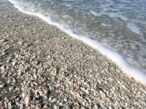 Warm Sandy Beach Wishes | I Love Shelling