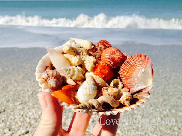 Warm Sandy Beach Wishes | I Love Shelling