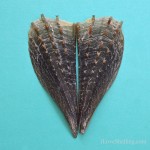 I Found A Half Naked Shell | I Love Shelling
