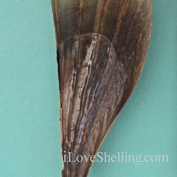 I Found A Half Naked Shell | I Love Shelling