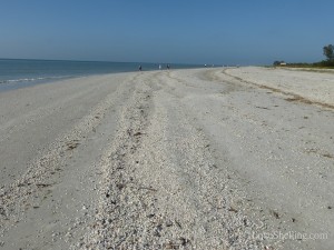 Shelling 101 | I Love Shelling