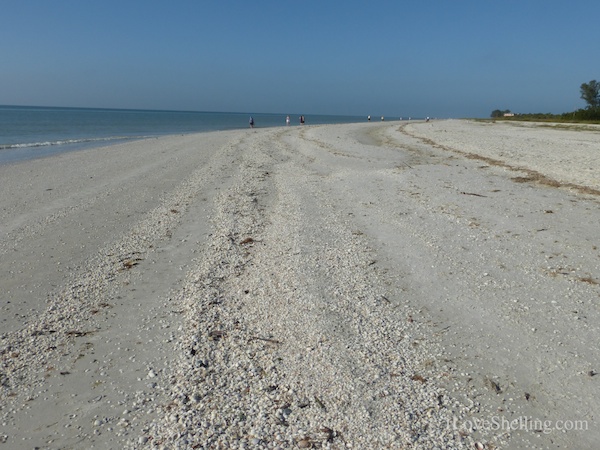 Shelling 101 | I Love Shelling