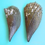 I Found A Half Naked Shell | I Love Shelling