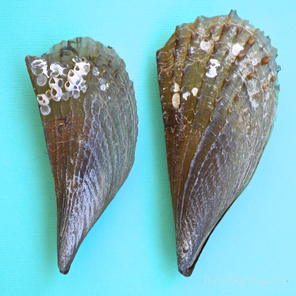 I Found A Half Naked Shell | I Love Shelling