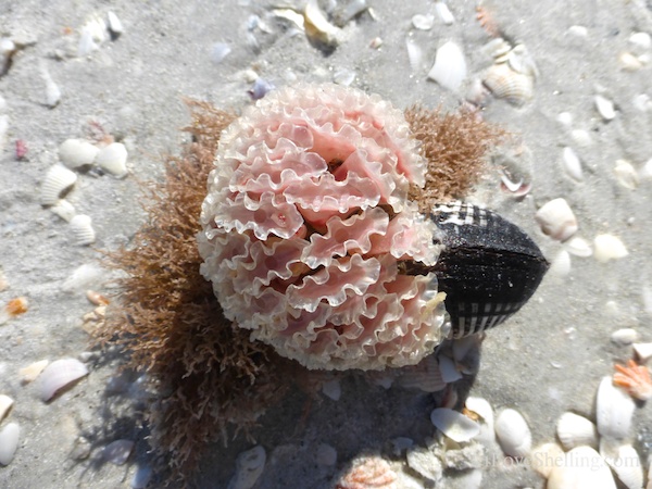 On the Beach With Shell Eggs And Ham, Pam-I-Am | I Love Shelling