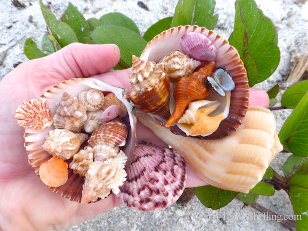 Warm Sandy Beach Wishes | I Love Shelling