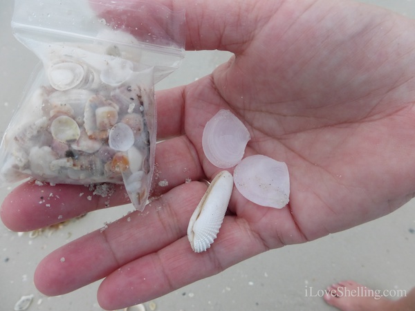 Whelkcome to Cayo Costa Shells! | I Love Shelling