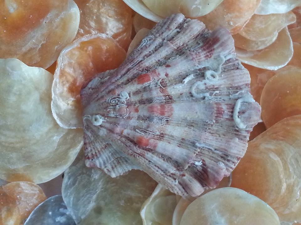 Bringing On The Beachcombing | I Love Shelling