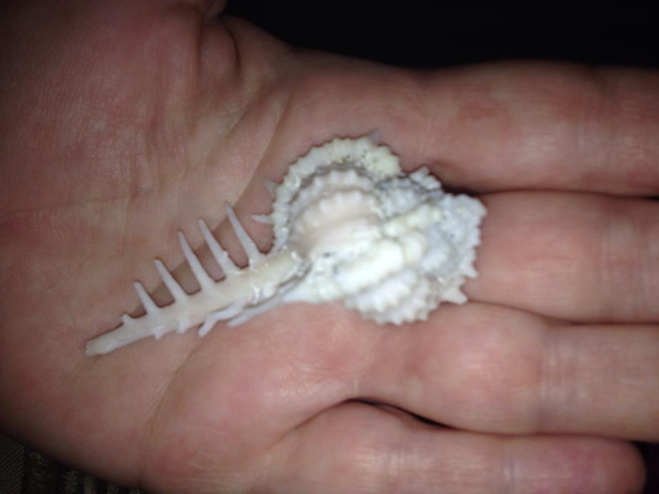 Seashells Rock Southwest Florida | I Love Shelling