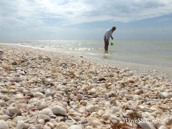 Shelling Update: Shells at Tarpon Bay Rd Beach Access | I Love Shelling