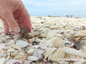 Sorting and Shelling For Seashell Art Project | I Love Shelling