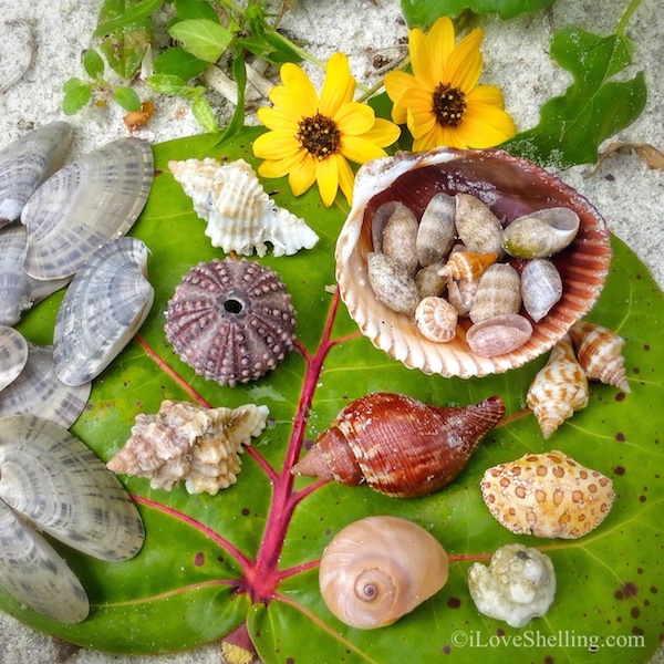 Seashells And Beach Bling Arrive Shell Festival Week | I Love Shelling