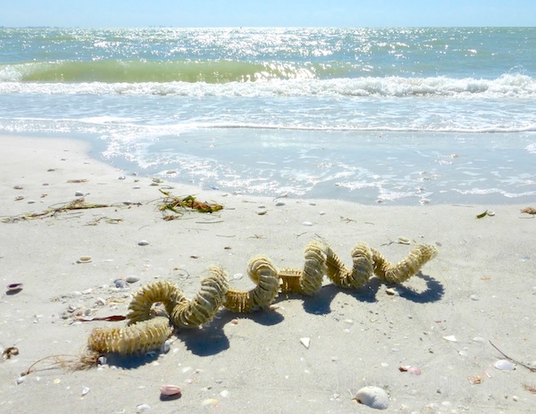 Sanibel Seashell Babies | I Love Shelling