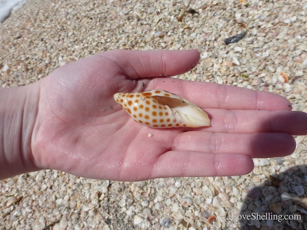 I Love Shelling | Collect Shells | Sanibel Seashells