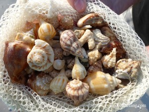 Two Scoops Of Shellicious Treasures | I Love Shelling