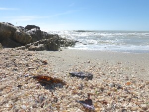 Seashells Rock Southwest Florida | I Love Shelling