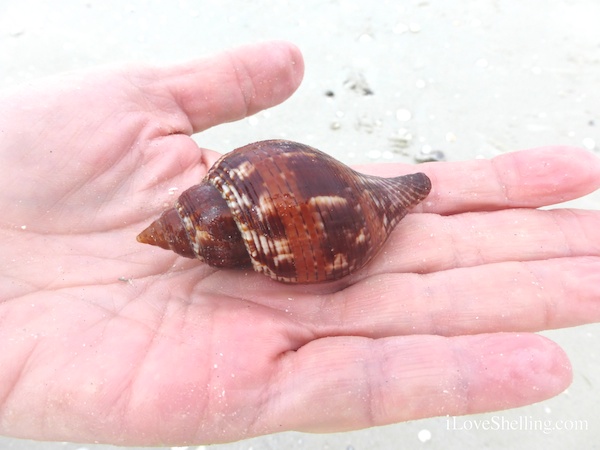 Seashells Rock Southwest Florida | I Love Shelling
