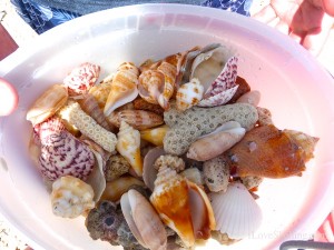 Seashells Rock Southwest Florida | I Love Shelling
