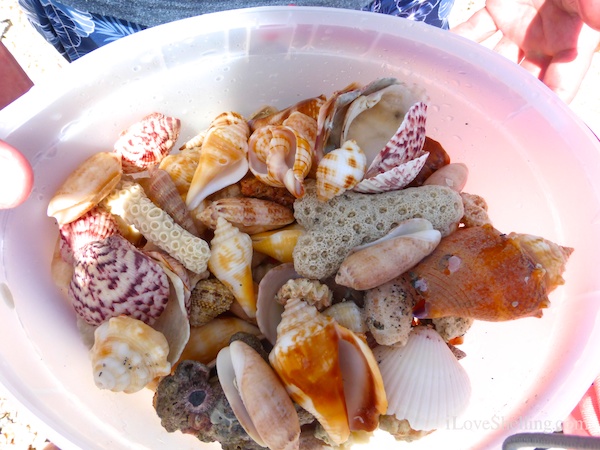 Seashells Rock Southwest Florida | I Love Shelling