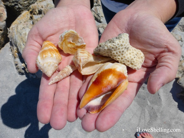 Two Scoops Of Shellicious Treasures | I Love Shelling