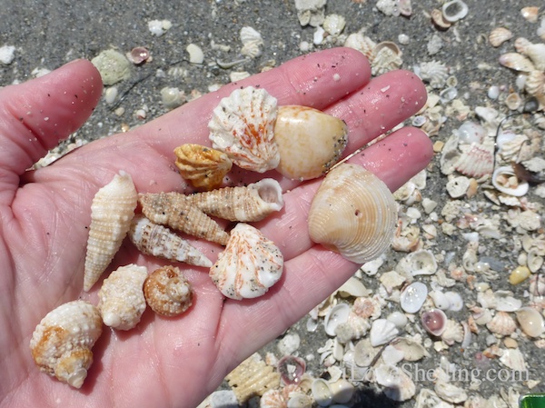 Smell The Salt In The Sanibel Captiva Air | I Love Shelling