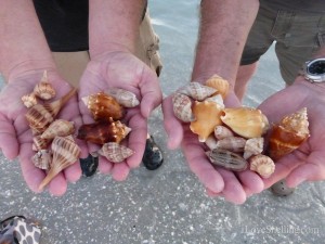 Sanibel Sunrise to Sunset | I Love Shelling