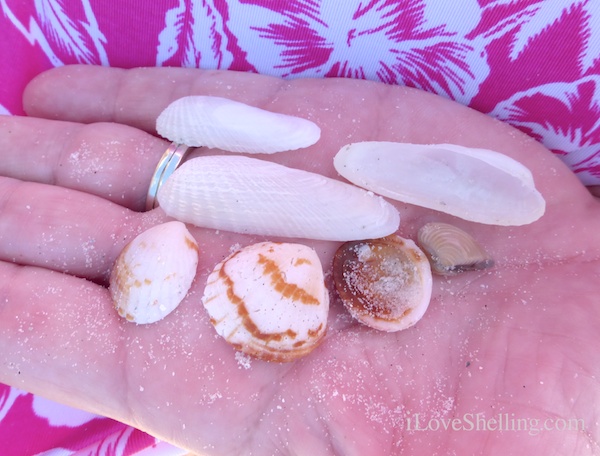 comb bittersweets false angel wings pointed venus shells | I Love Shelling