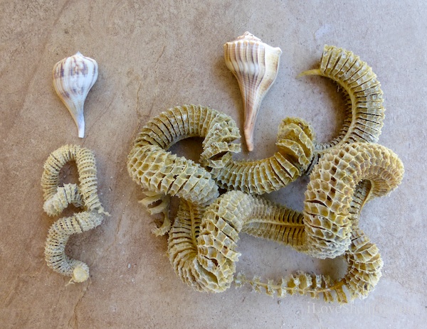 Horse Conch Egg Casing