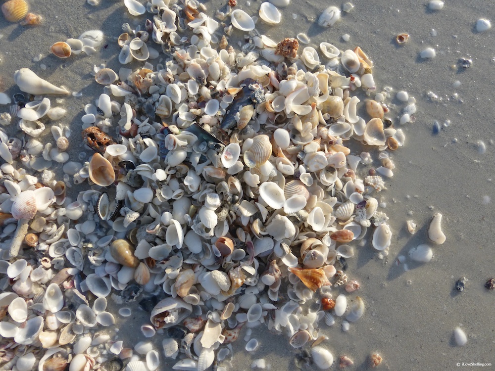 Two Scoops Of Shellicious Treasures | I Love Shelling