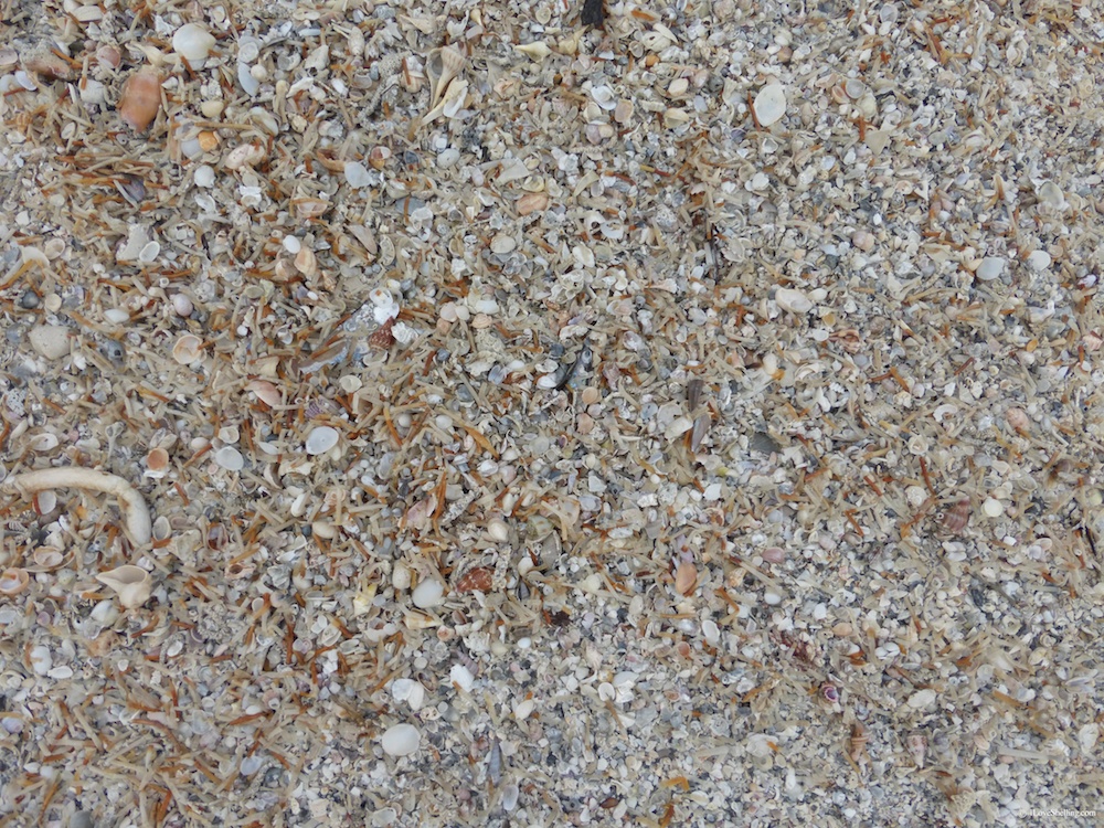 Seashells Rock Southwest Florida | I Love Shelling
