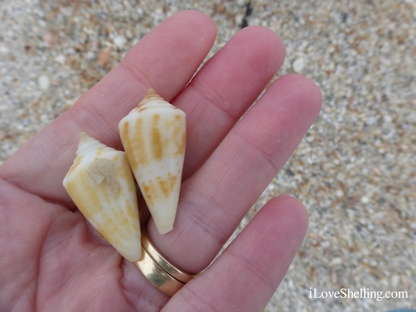 Treasures of Beachcombing on Fort Myers Beach | I Love Shelling
