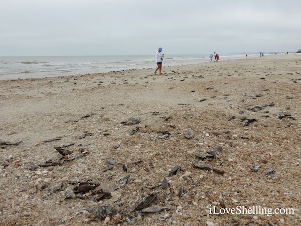 Treasures of Beachcombing on Fort Myers Beach | I Love Shelling