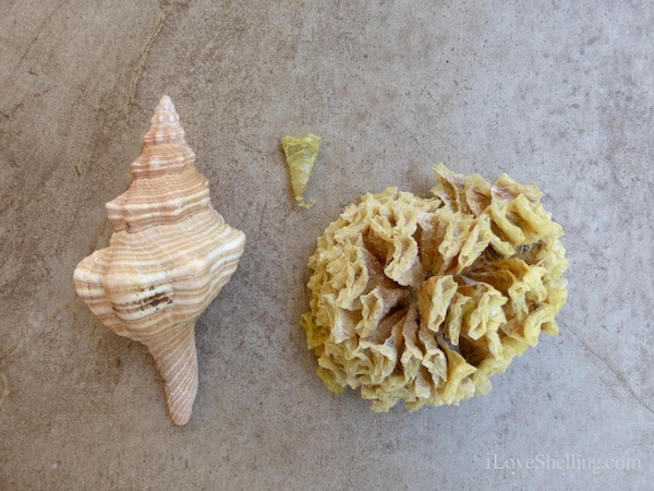 Lightning Whelk Egg Chain | i Love Shelling