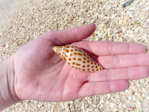 Seashells Rock Southwest Florida | I Love Shelling