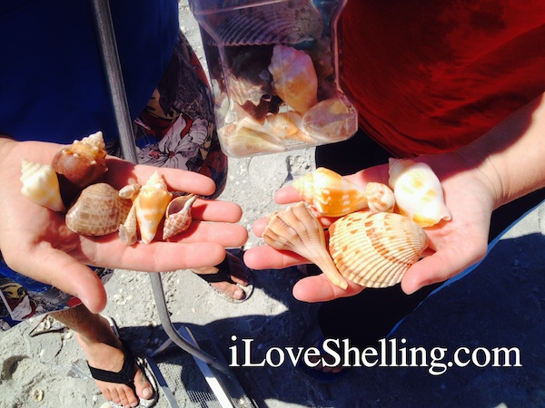 Bringing On The Beachcombing | I Love Shelling