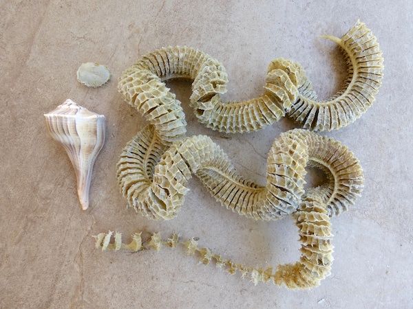 Sanibel Seashell Babies | I Love Shelling