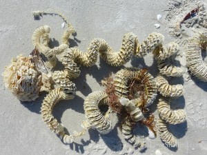 Horse Conch Egg Casing | i Love Shelling