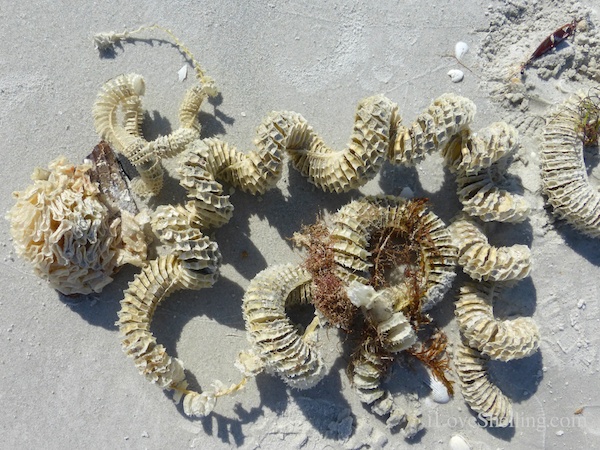 Sanibel Seashell Babies | I Love Shelling