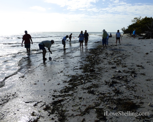 Seashells And Beach Bling Arrive Shell Festival Week | I Love Shelling