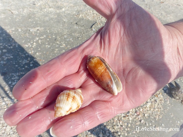 Seashells Rock Southwest Florida | I Love Shelling