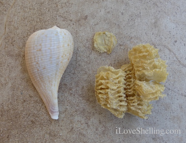 Horse Conch Egg Casing | i Love Shelling