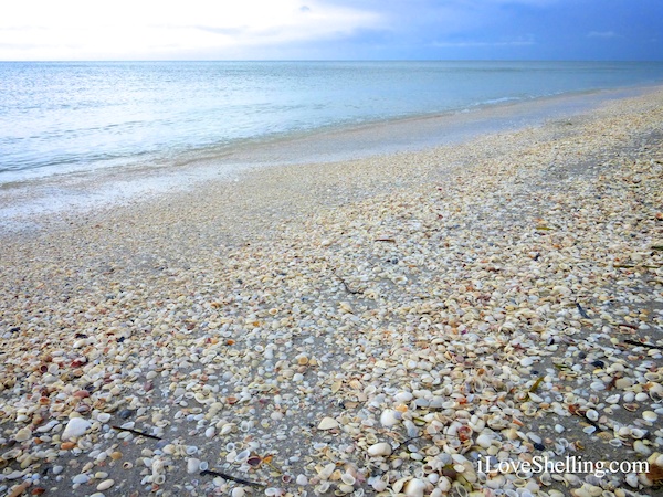 Beachcombing on Sanibel Island | I Love Shelling