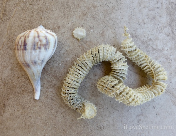 Sanibel Seashell Babies | I Love Shelling