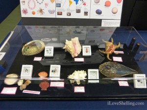 i Love Learning About Pen Shell Pearls | I Love Shelling