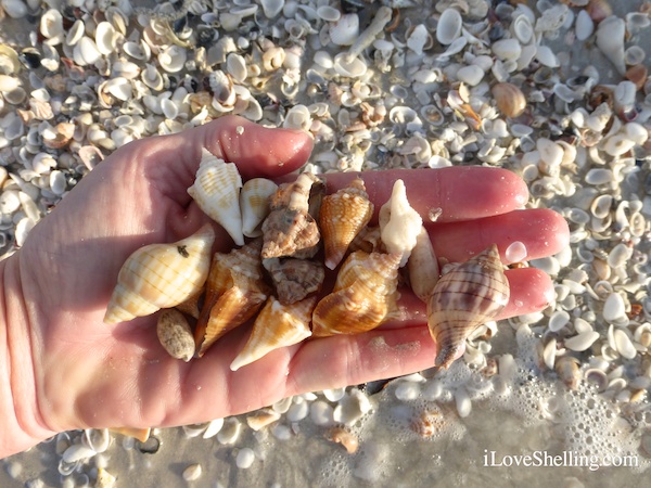 Two Scoops Of Shellicious Treasures | I Love Shelling