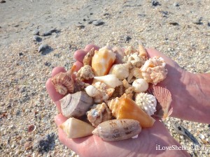 Seashells Rock Southwest Florida | I Love Shelling