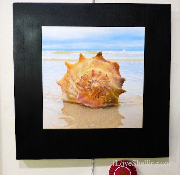 My First 2014 Sanibel Shell Festival Entries | I Love Shelling