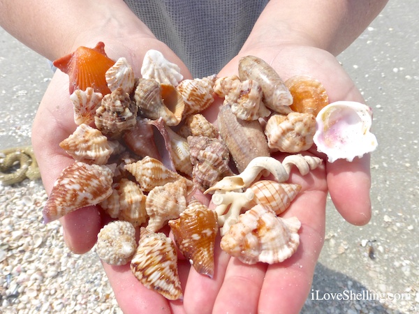 Bringing On The Beachcombing | I Love Shelling